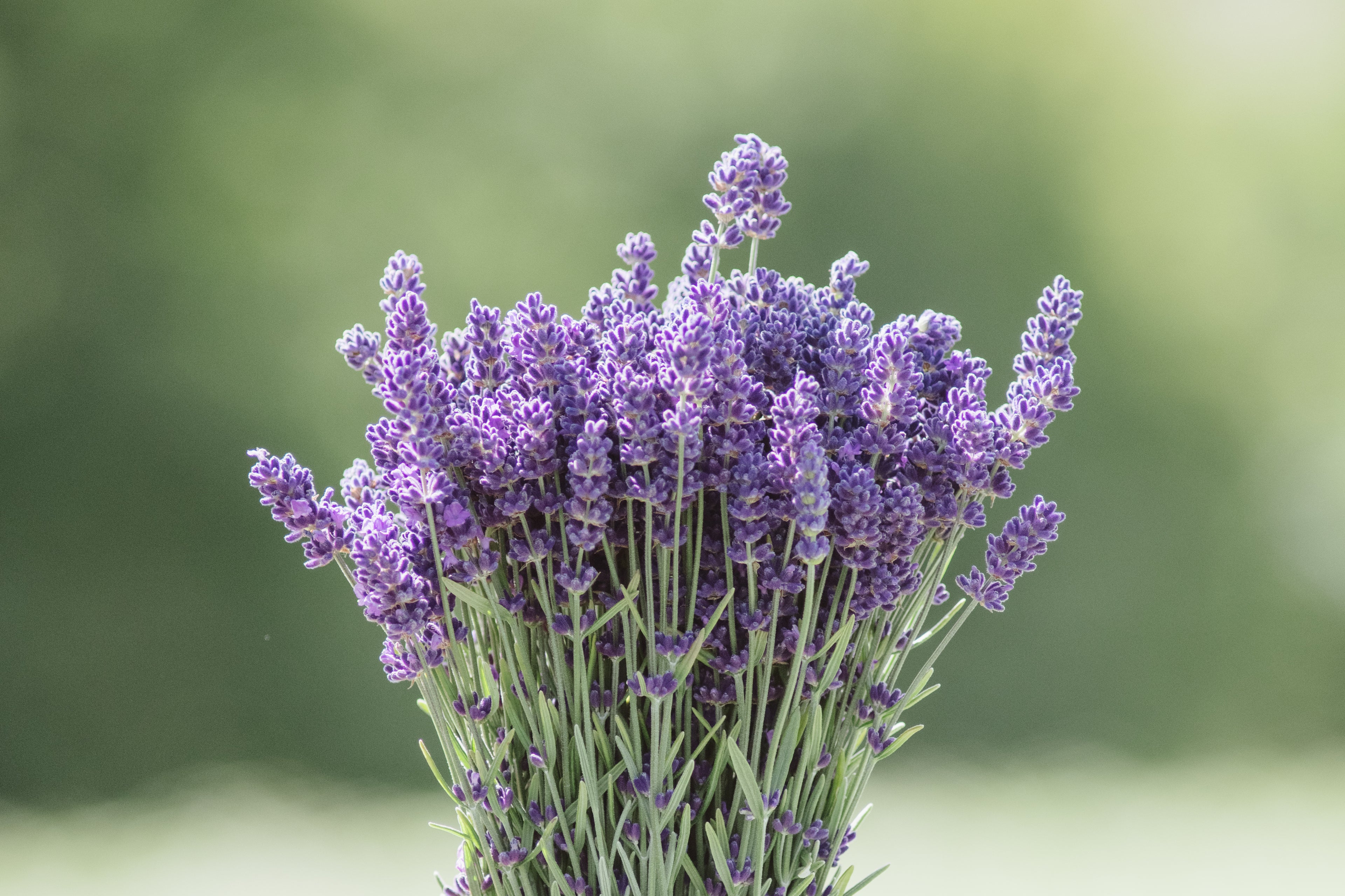 Slate Hill Lavender Farm