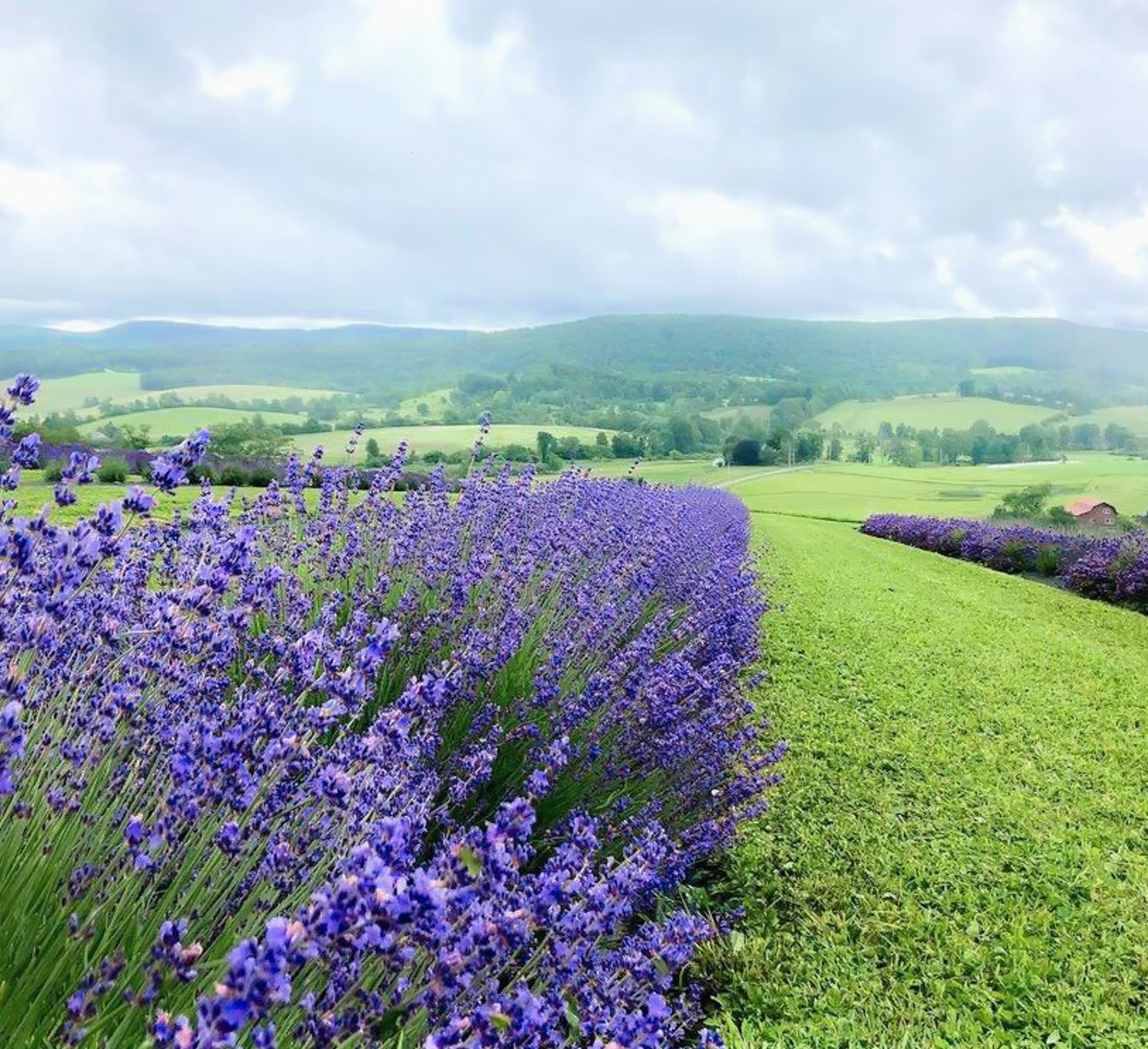 Slate Hill Lavender Farm