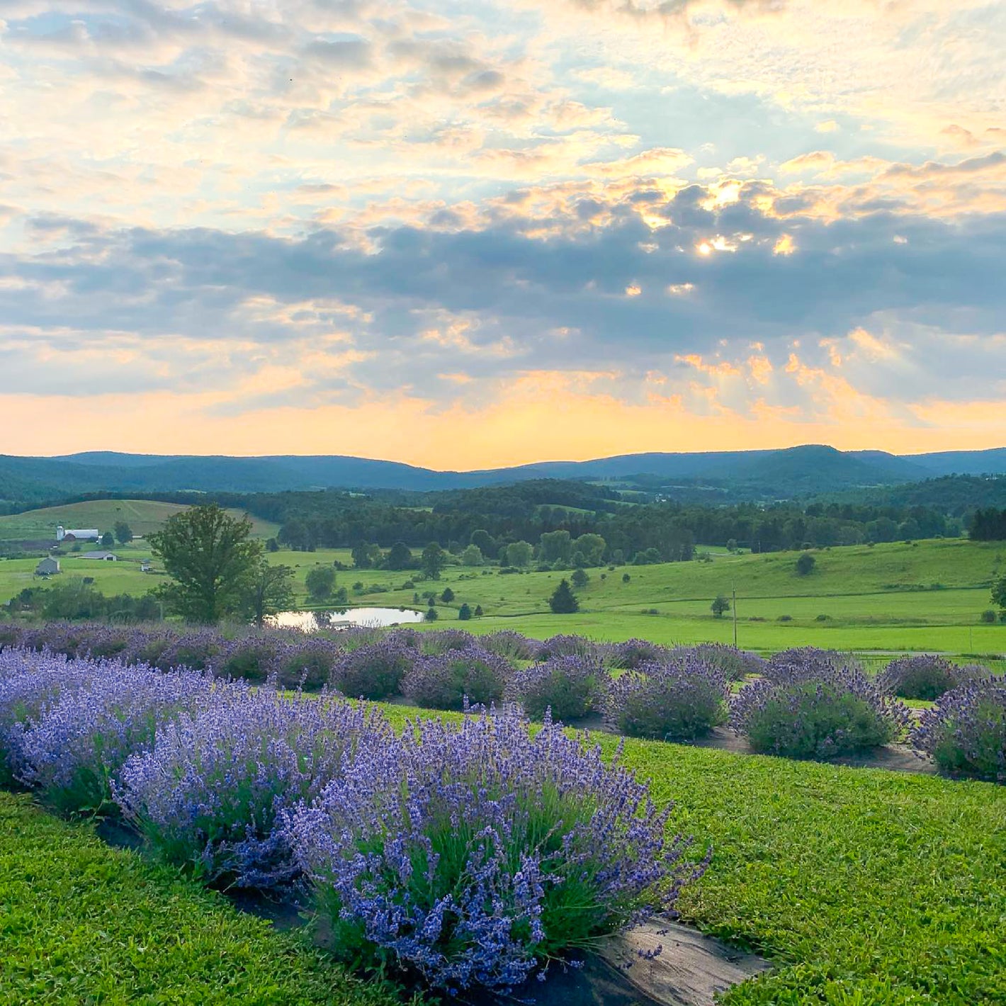 Slate Hill Lavender Farm