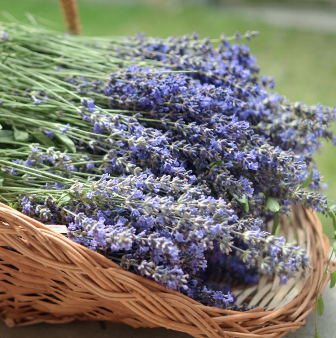 Visit – Slate Hill Lavender Farm