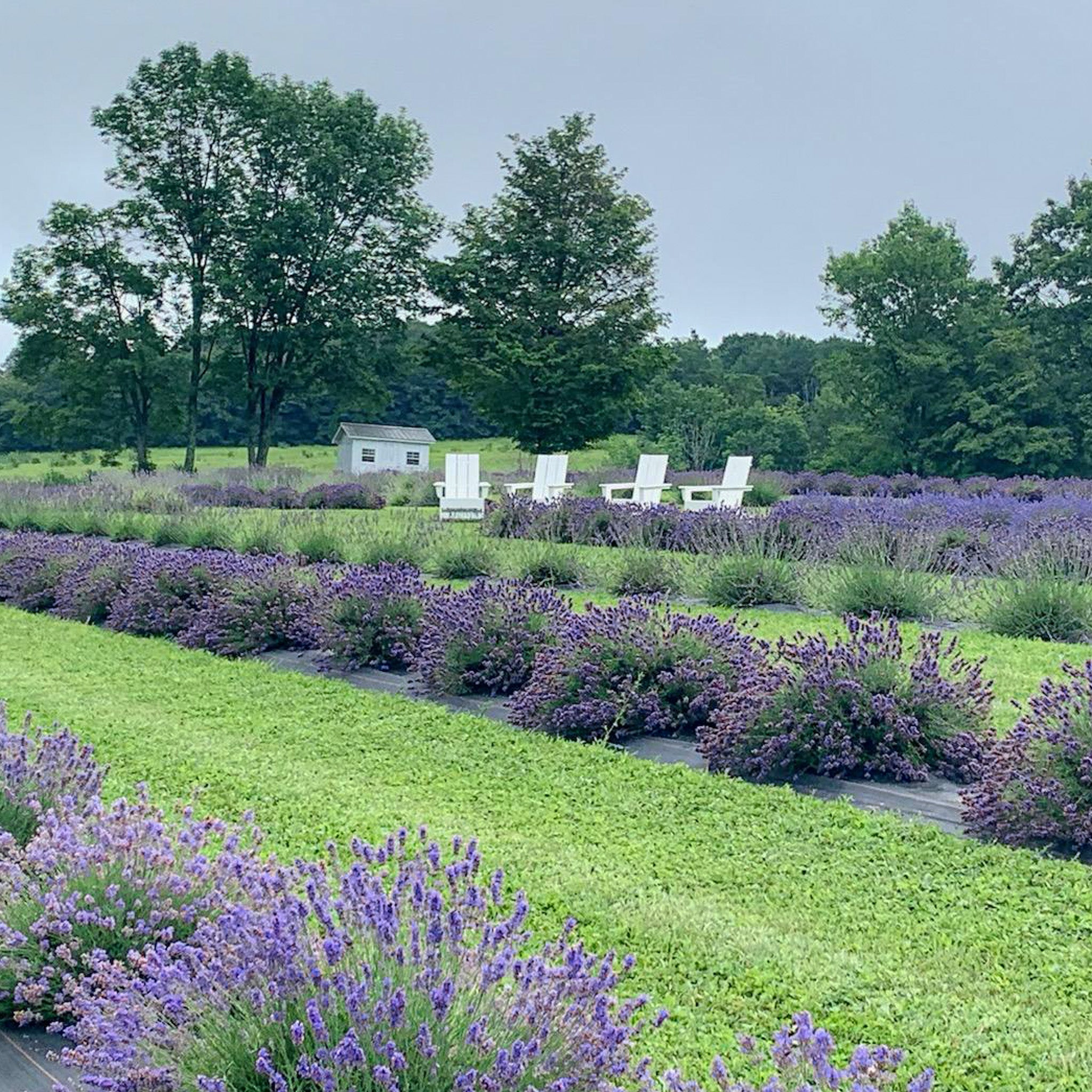 Slate Hill Flower Farm – Slate Hill Lavender Farm